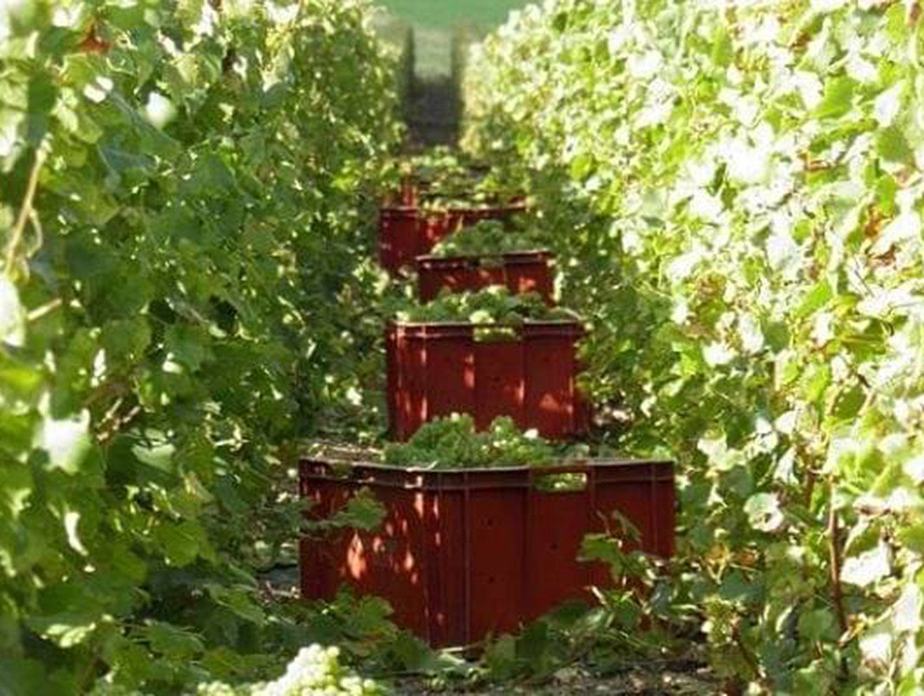 Michel Gonet FLORIDA WINE COMPANY Michel Gonet FLORIDA WINE COMPANY